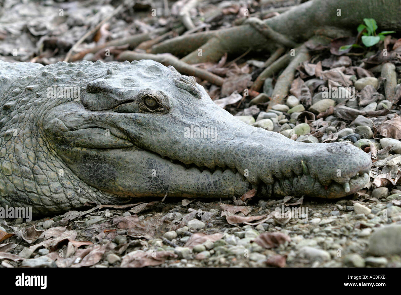 Scared crocodile hi-res stock photography and images - Alamy