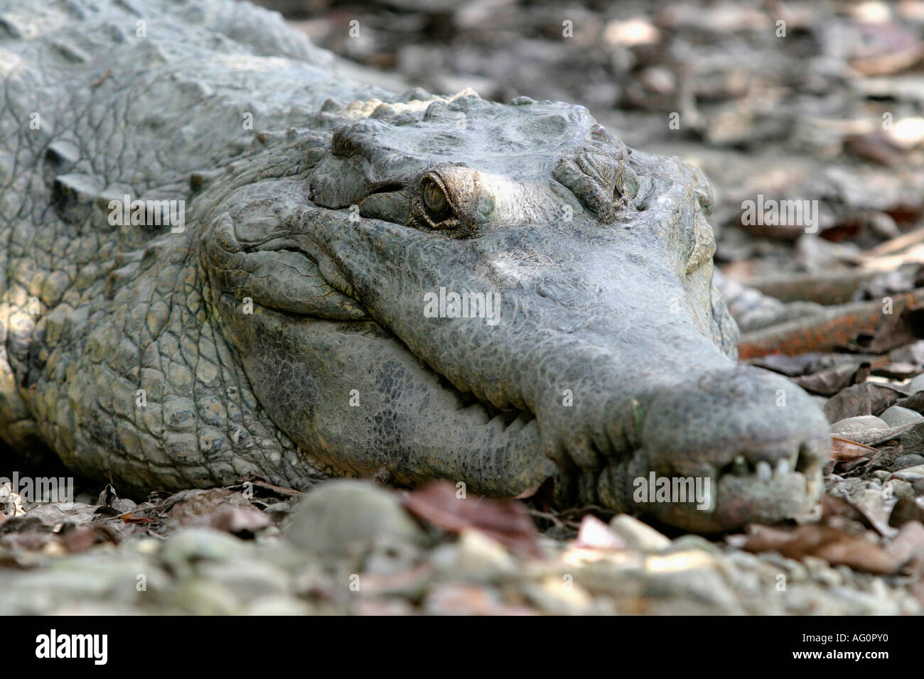 Scared crocodile hi-res stock photography and images - Alamy