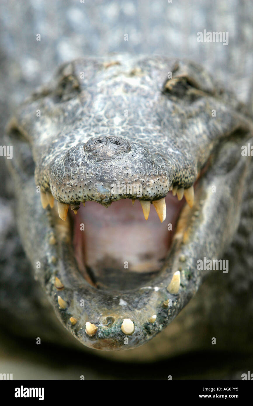 Scared crocodile hi-res stock photography and images - Alamy