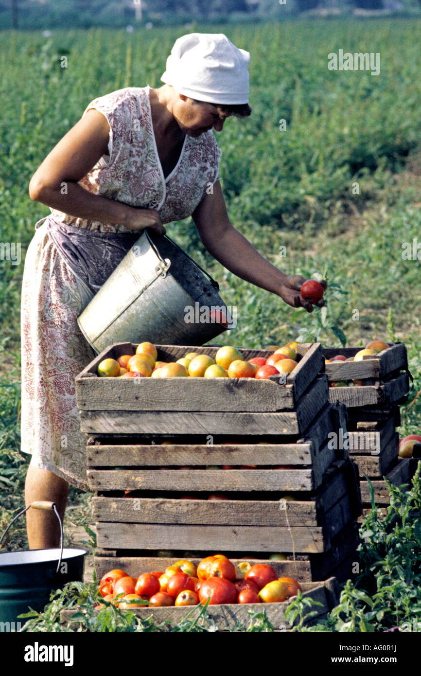 Woman picking tomatoes ukraine Stock Photo - Alamy