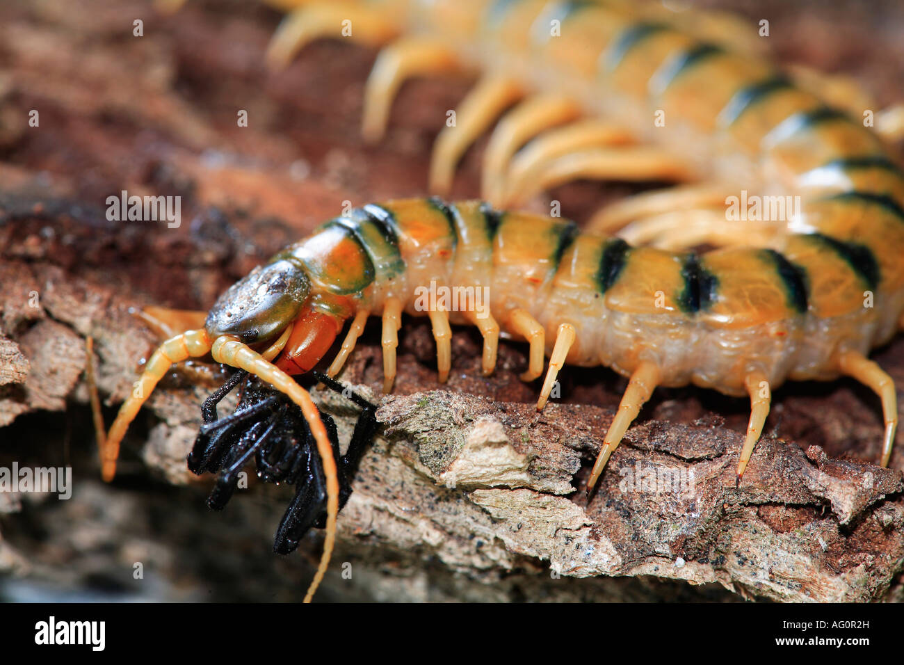 Megarian Banded Centipede Scolopendra cingulatus feeding on spider ...