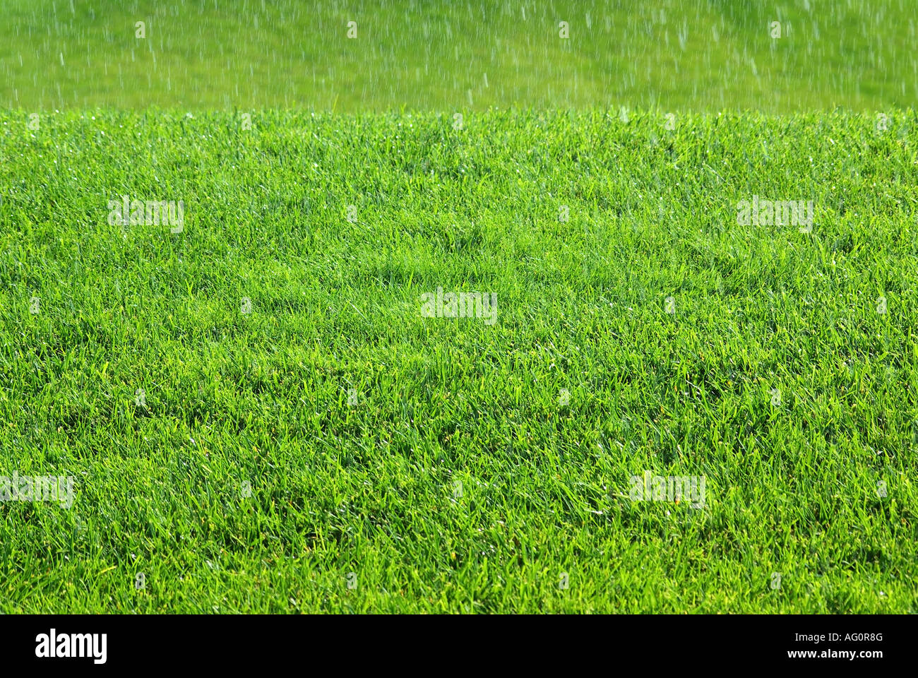 Green grass field Stock Photo - Alamy