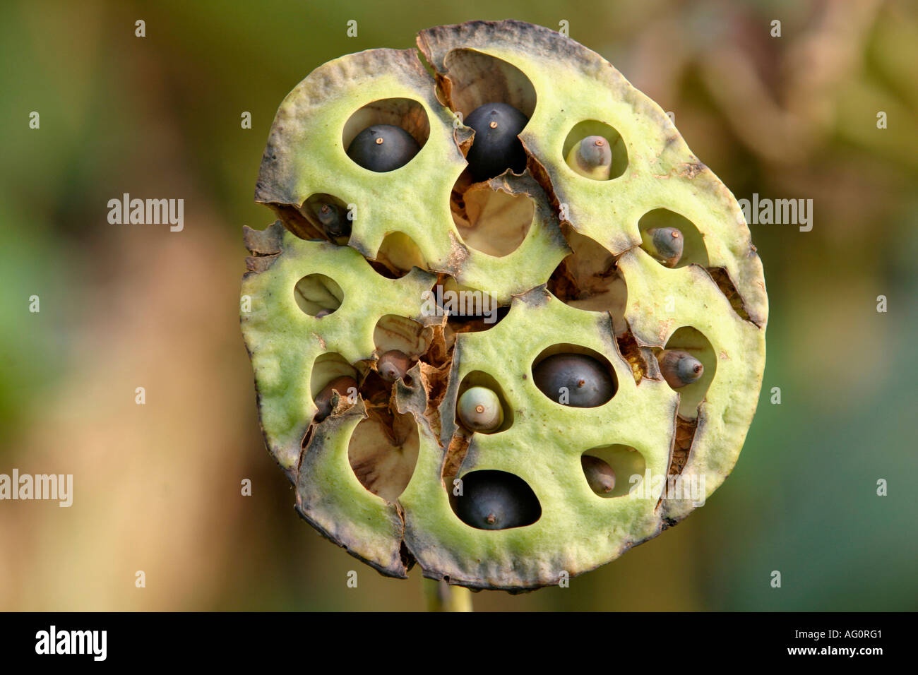 Conical roots hi-res stock photography and images - Alamy