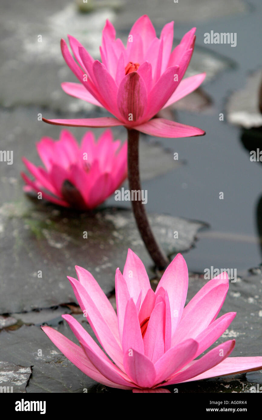 Pink water lily Stock Photo - Alamy