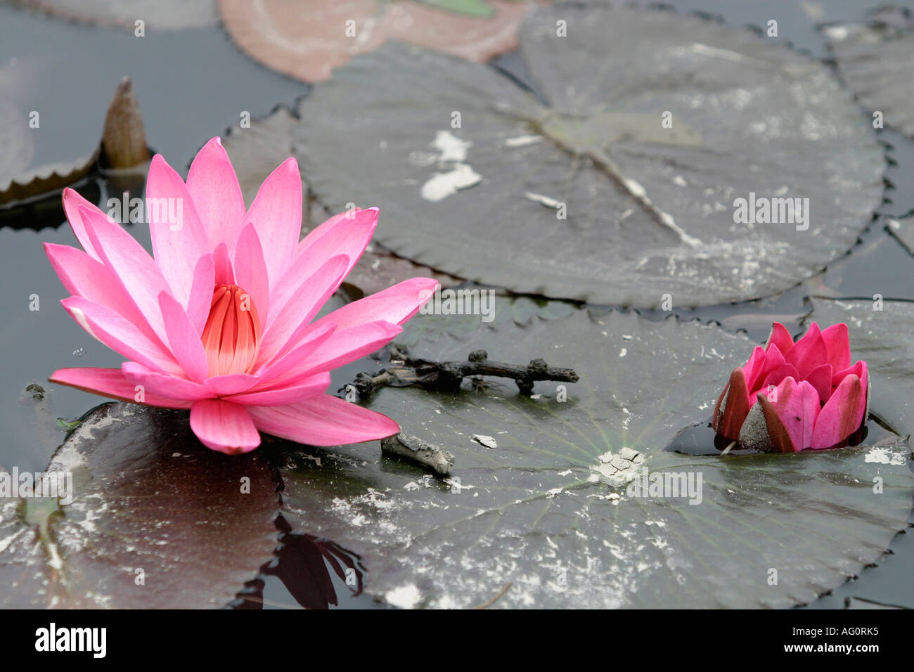 Pink water lily Stock Photo - Alamy