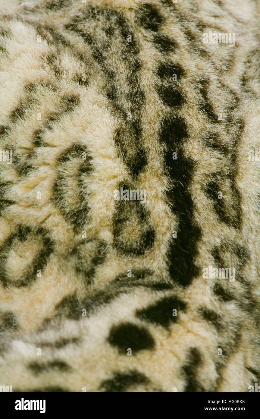 Ferocious leopard hi-res stock photography and images - Alamy