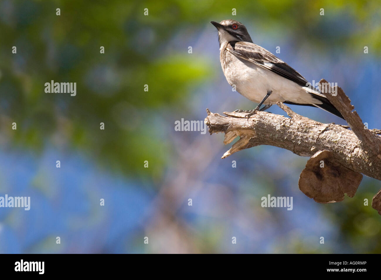 Picture of a Grey Monjita (Xolmis cinerea). Image taken in the ...