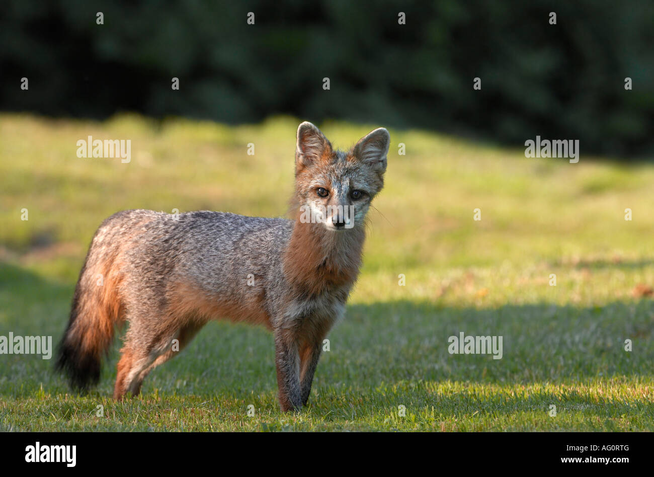 Silver fox fur coat hi-res stock photography and images - Alamy