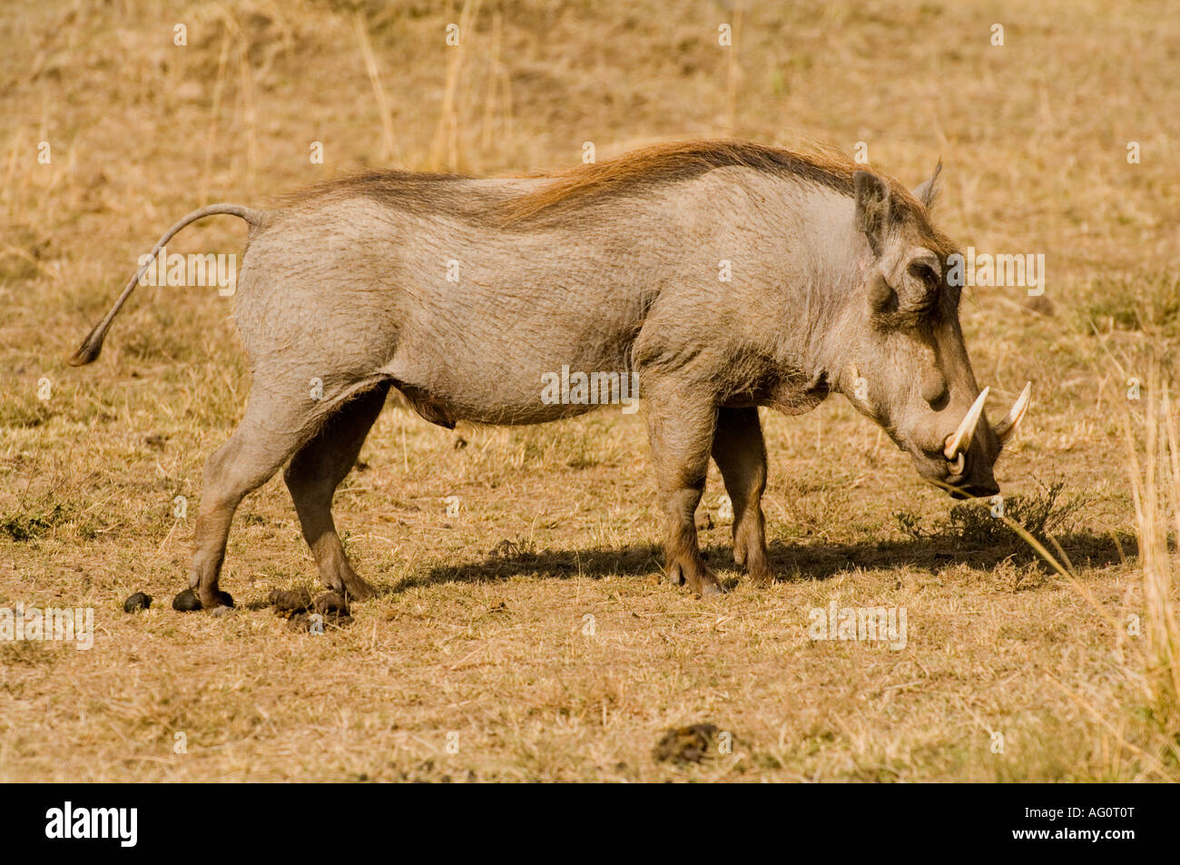 Warthog (Phacochoerus africanus Stock Photo - Alamy