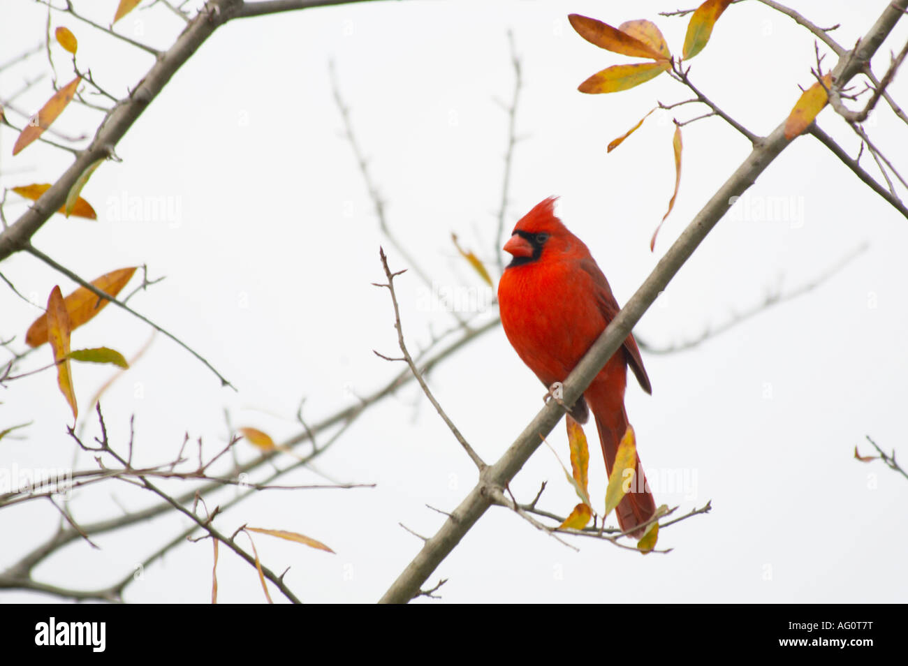 Single bright red male Northern Cardinal Cardinalis cardinalis sitting ...