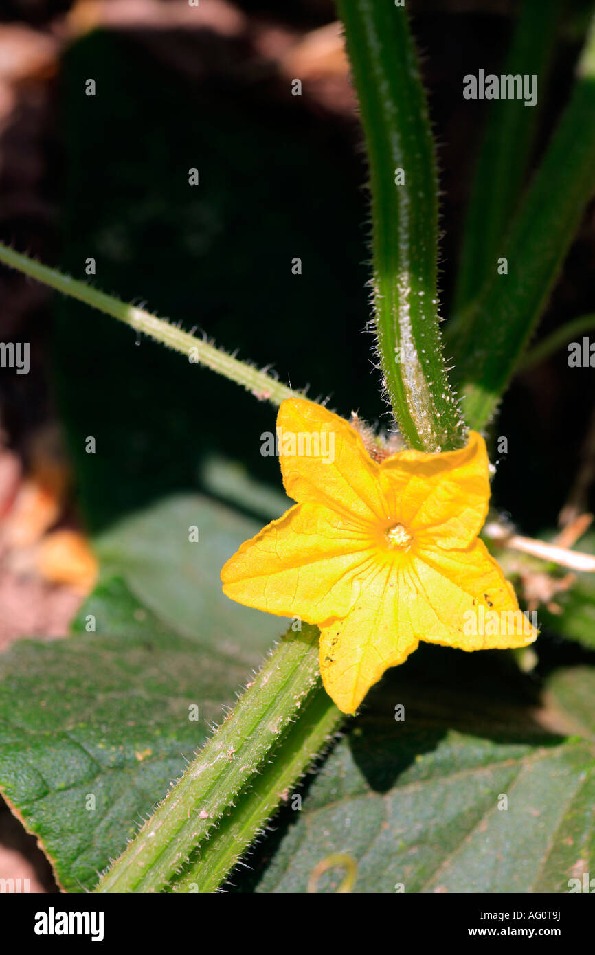 Flower on Cucumber plant Cucumis sativus Spain Stock Photo - Alamy