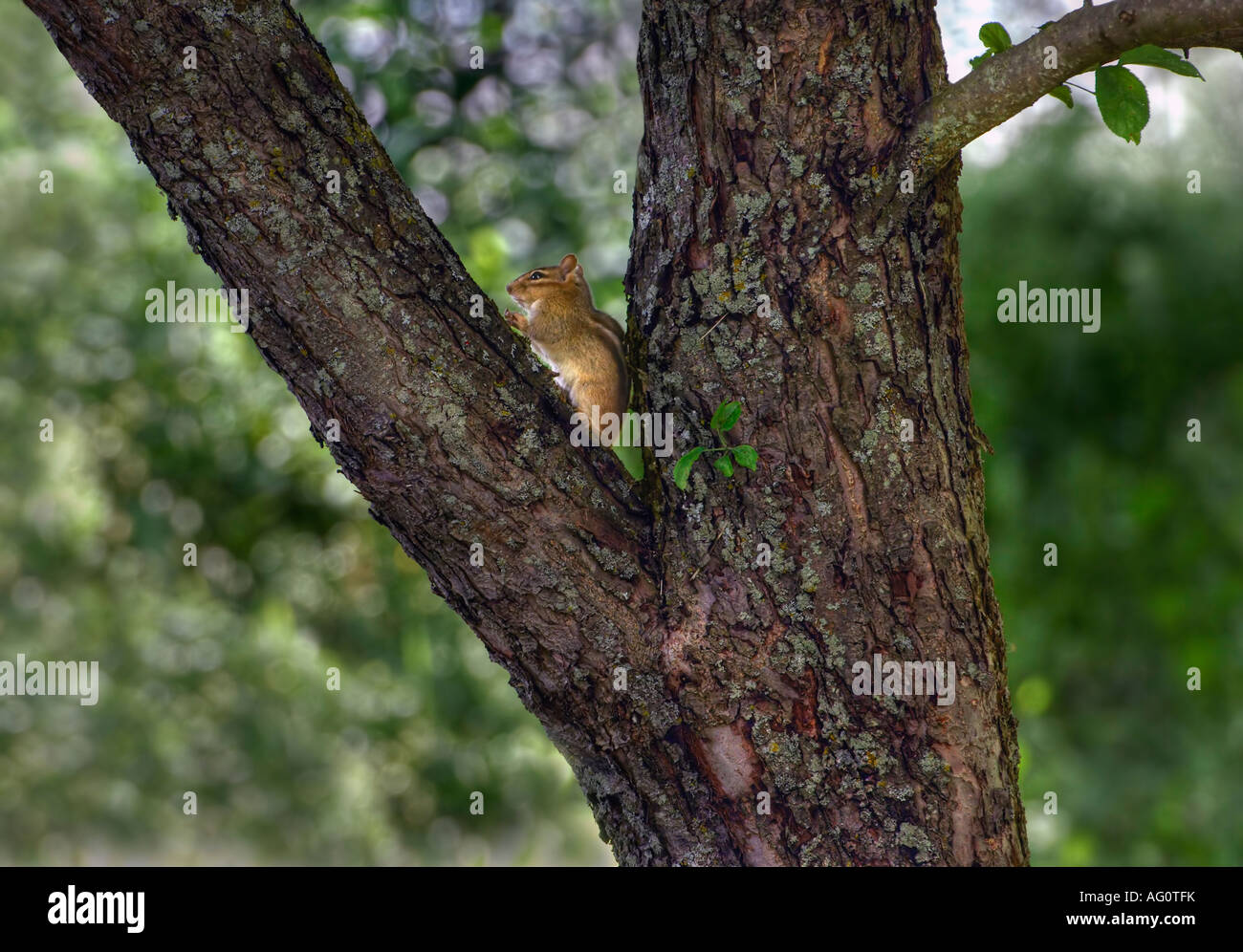 chipmunk in tree Stock Photo - Alamy