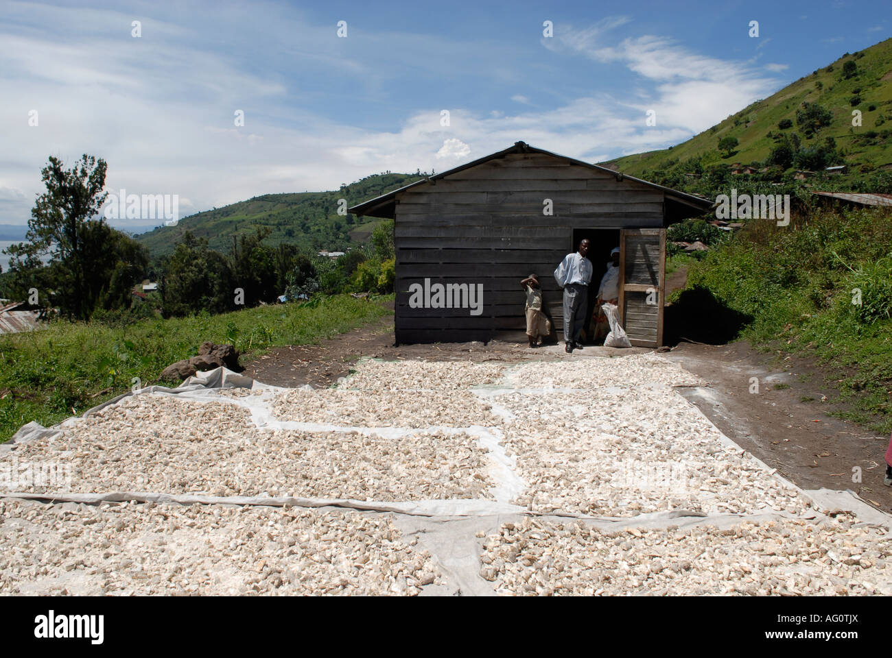 Manihot esculenta, commonly called cassava drying in the sun in a rural ...