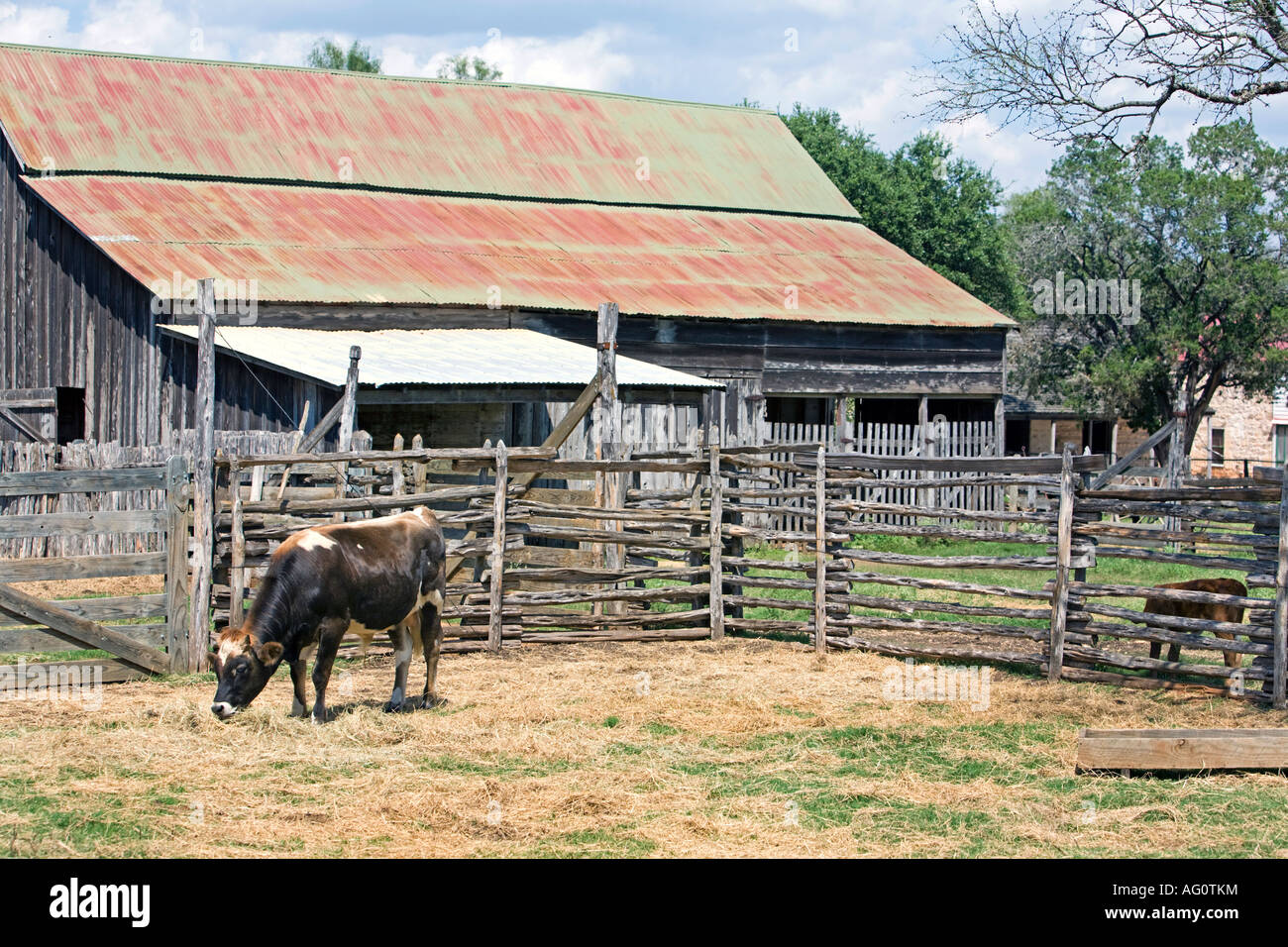 Barn yard cow and farm with cow in corral Stock Photo - Alamy
