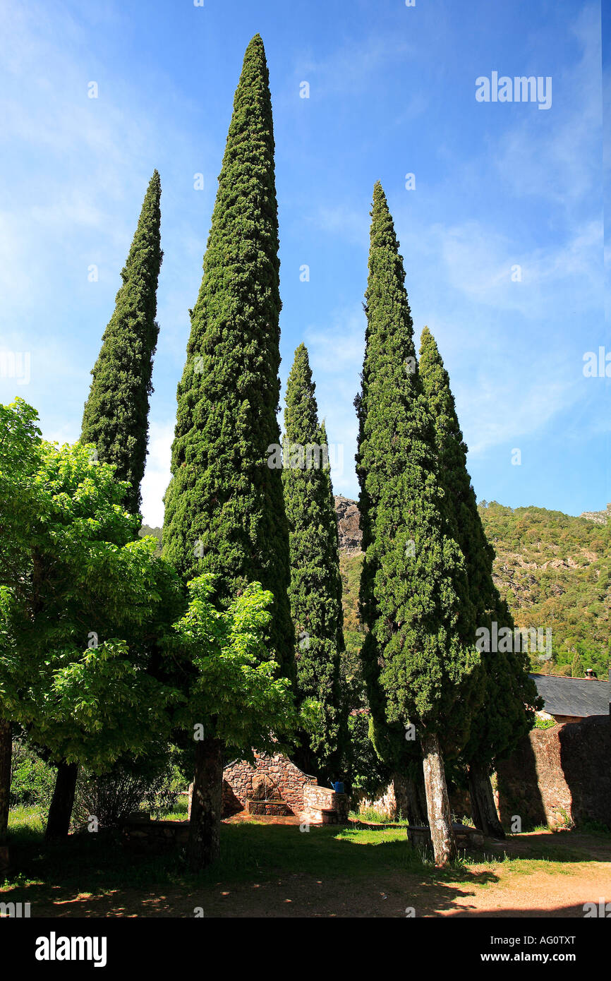 Mediterranean cypress trees Cupressus sempervirens Spain Stock Photo ...