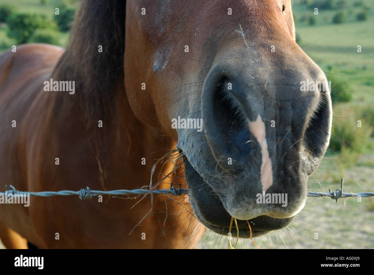 Donkey horse riding hi-res stock photography and images - Alamy