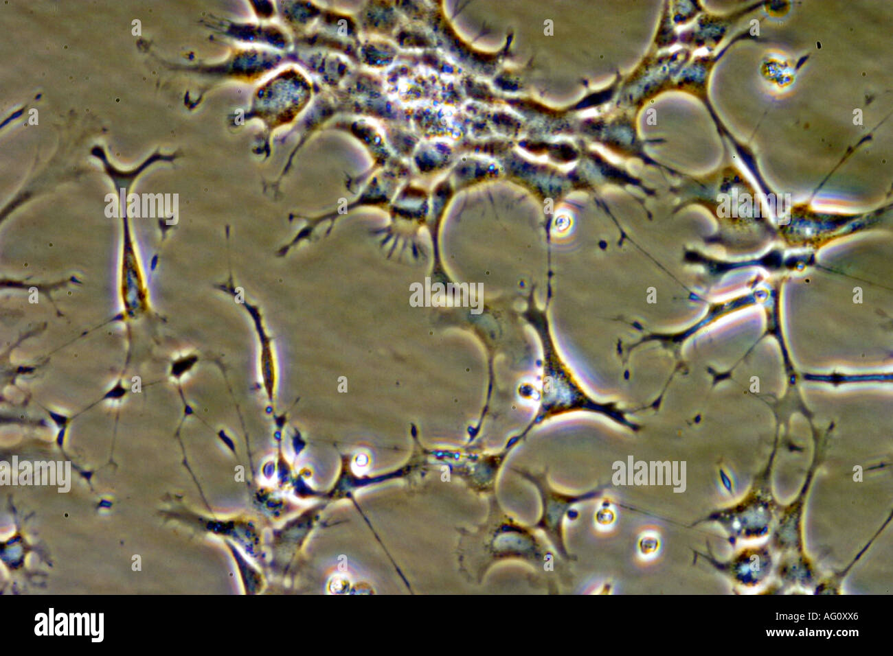 Animal cell tissue culture hi-res stock photography and images - Alamy