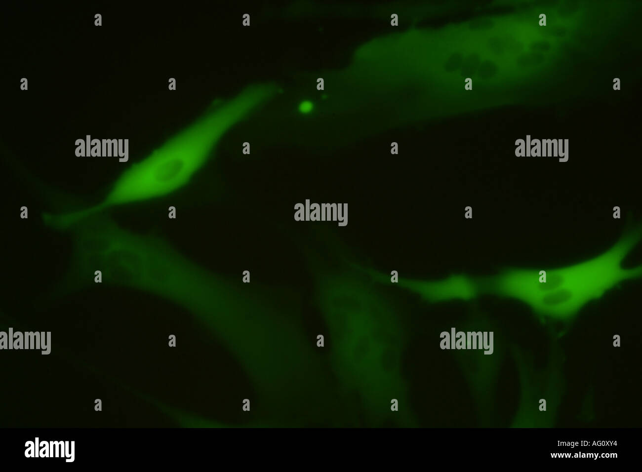 Animal Cell Tissue Culture High Resolution Stock Photography and Images ...