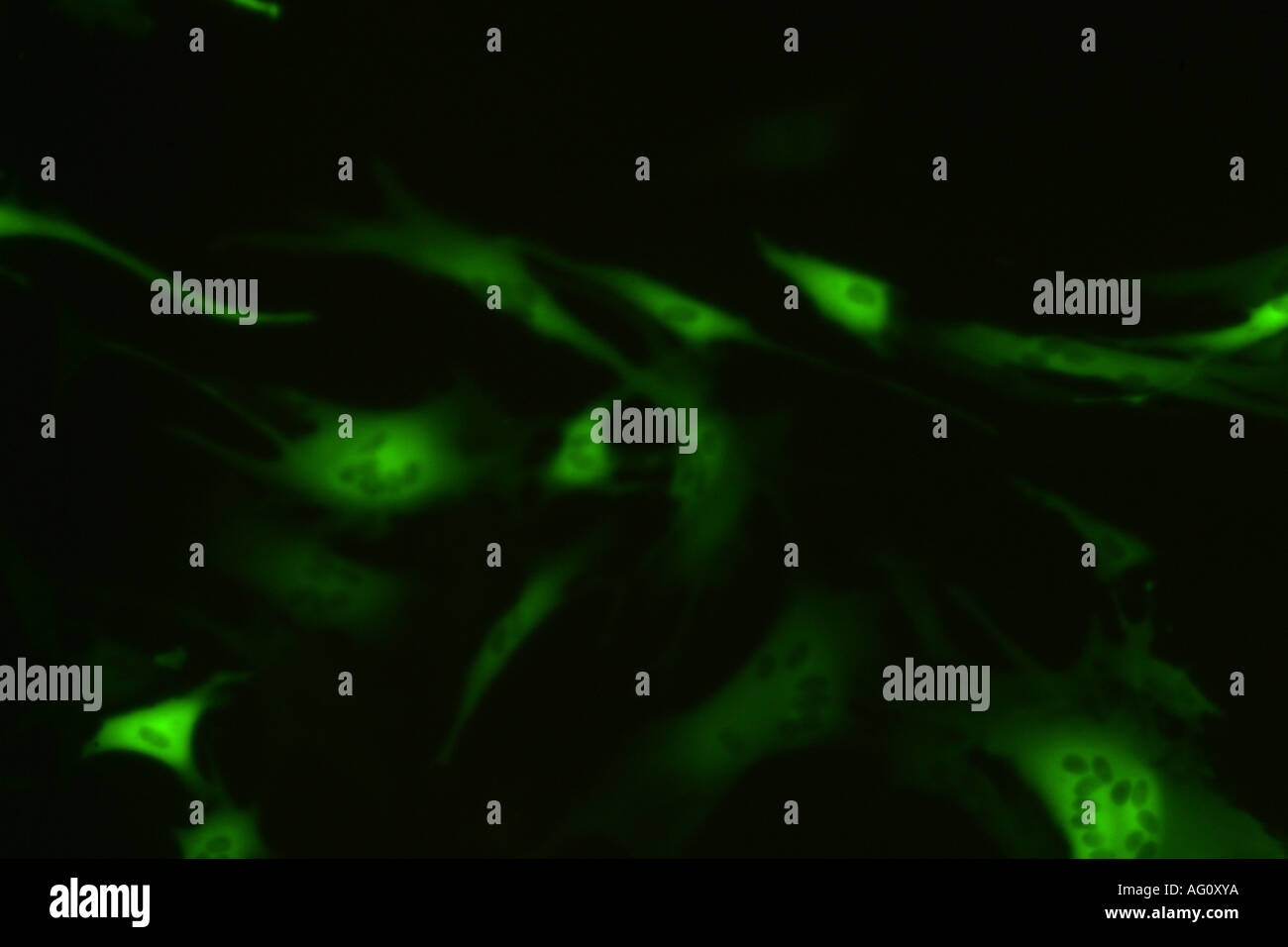 Animal Cell Tissue Culture High Resolution Stock Photography and Images ...