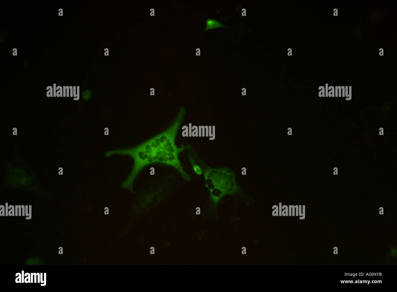 Animal Cell Tissue Culture High Resolution Stock Photography and Images ...