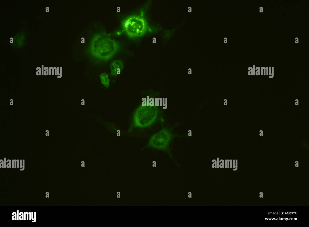 Animal Cell Tissue Culture High Resolution Stock Photography and Images ...
