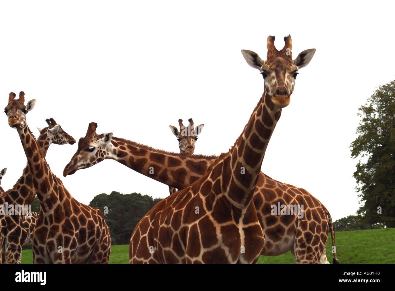 Giraffe ranger hi-res stock photography and images - Alamy