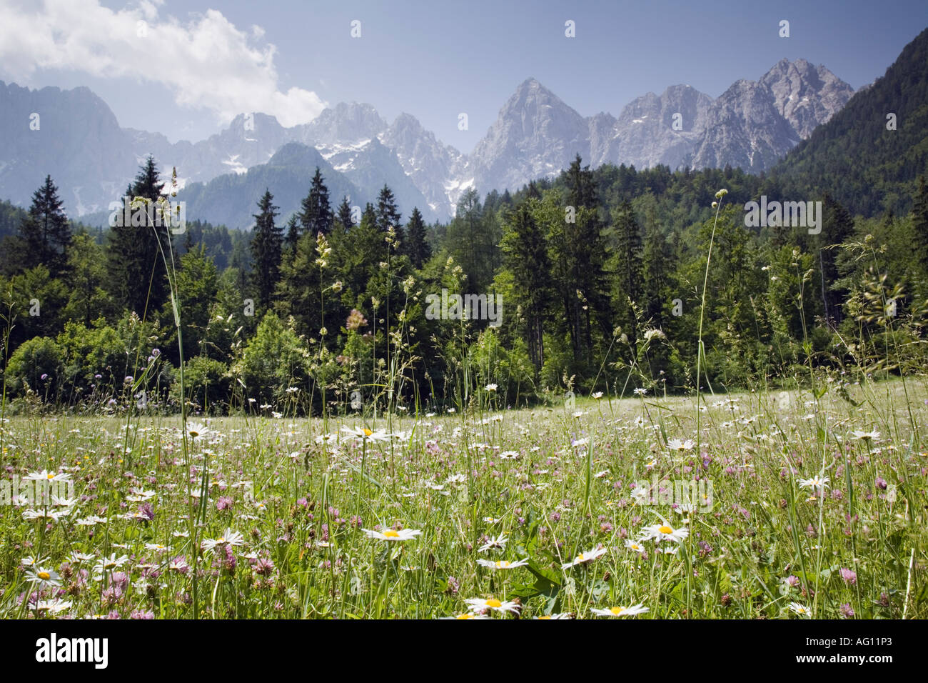 Alpine pasture hay meadow with wild flowers and peaks of Martuljek ...