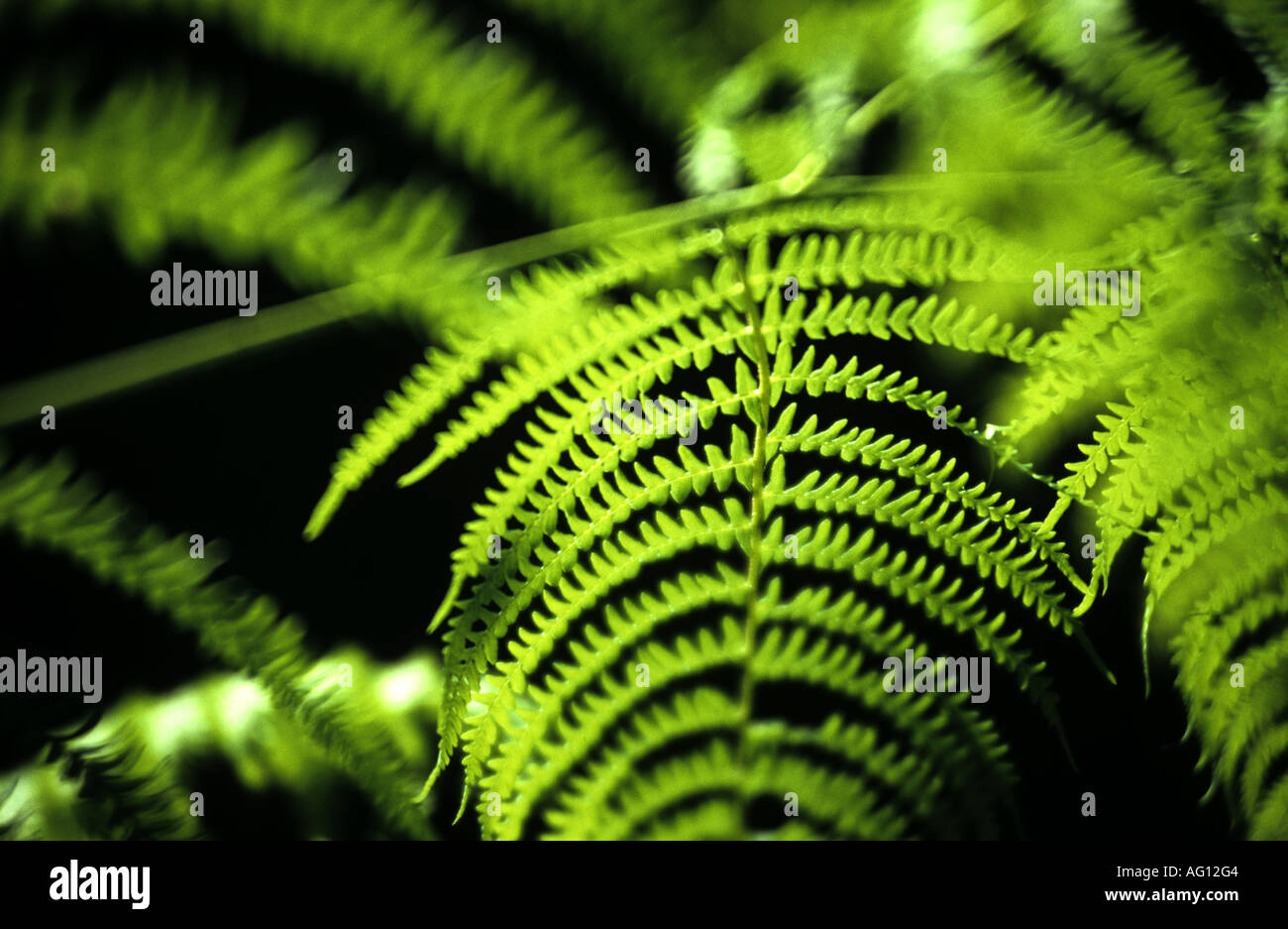 Ferns in sunlight, Ryton Wood, Warwickshire, England, UK Stock Photo ...