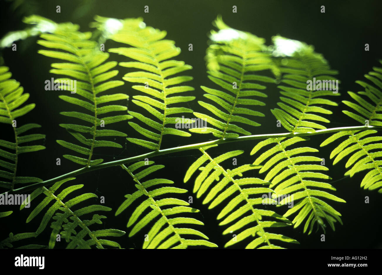 Fern frond in sunlight, Ryton Wood, Warwickshire, England, UK Stock ...