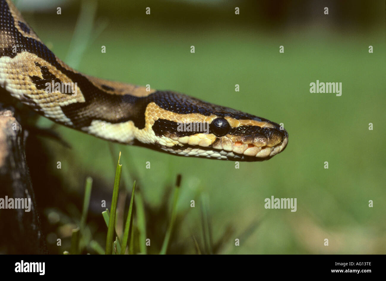 Burma python hi-res stock photography and images - Alamy