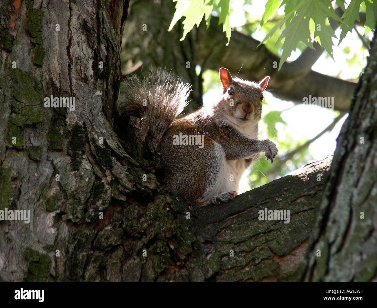 Squirrel nuts stash hi-res stock photography and images - Alamy