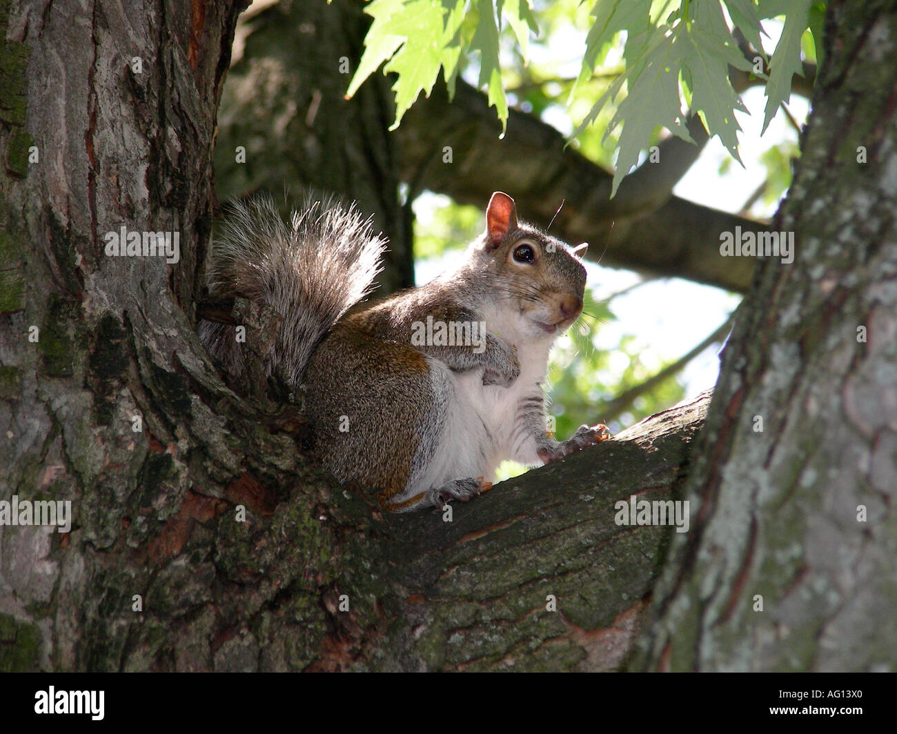 Squirrel antics hi-res stock photography and images - Alamy