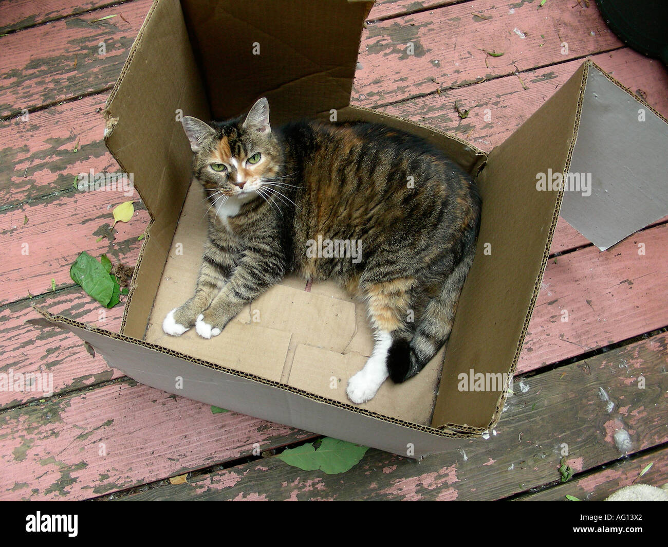 Calico cat in cardboard box Stock Photo - Alamy
