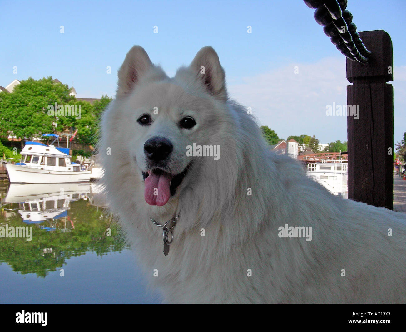 Smiling Samoyed dog at Erie Canal Stock Photo - Alamy