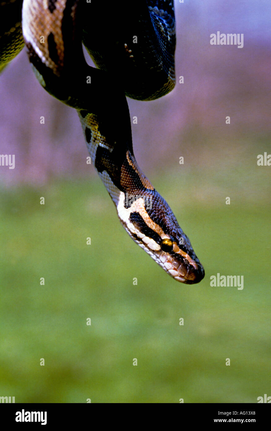 Burma python hi-res stock photography and images - Alamy