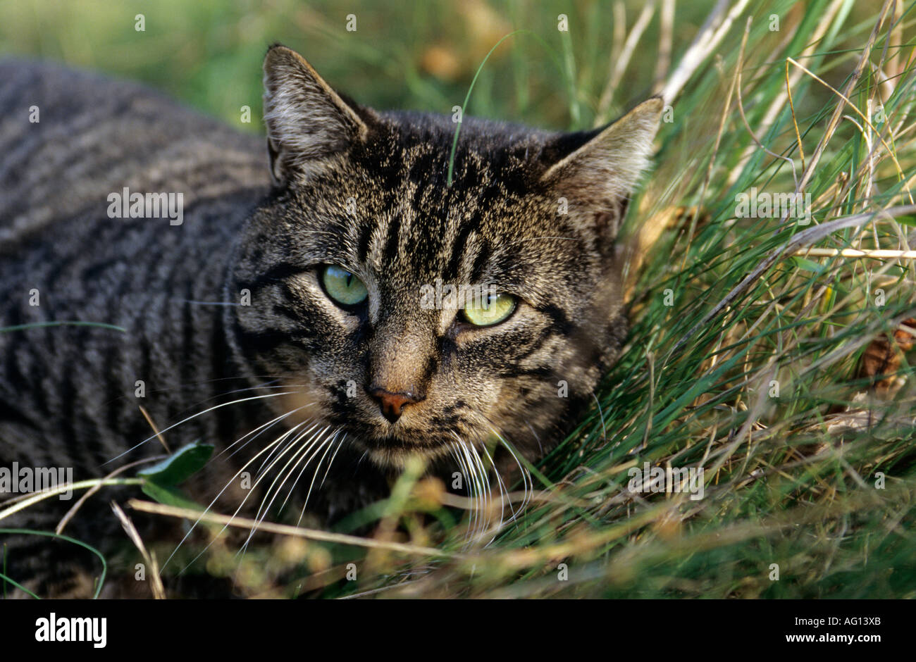 Grey tiger cat on the hunt Stock Photo - Alamy