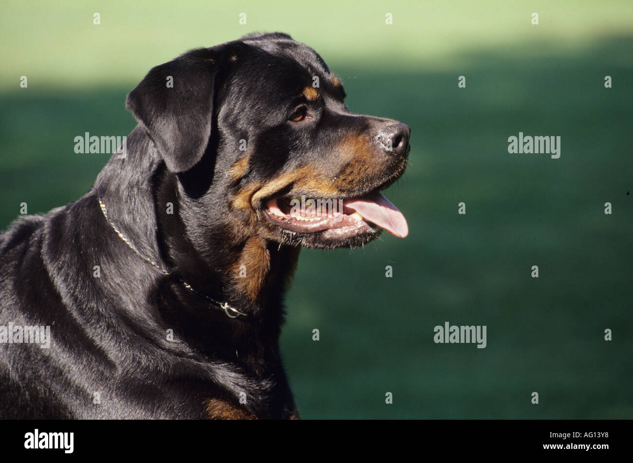Portrait of Rottweiler dog Stock Photo - Alamy