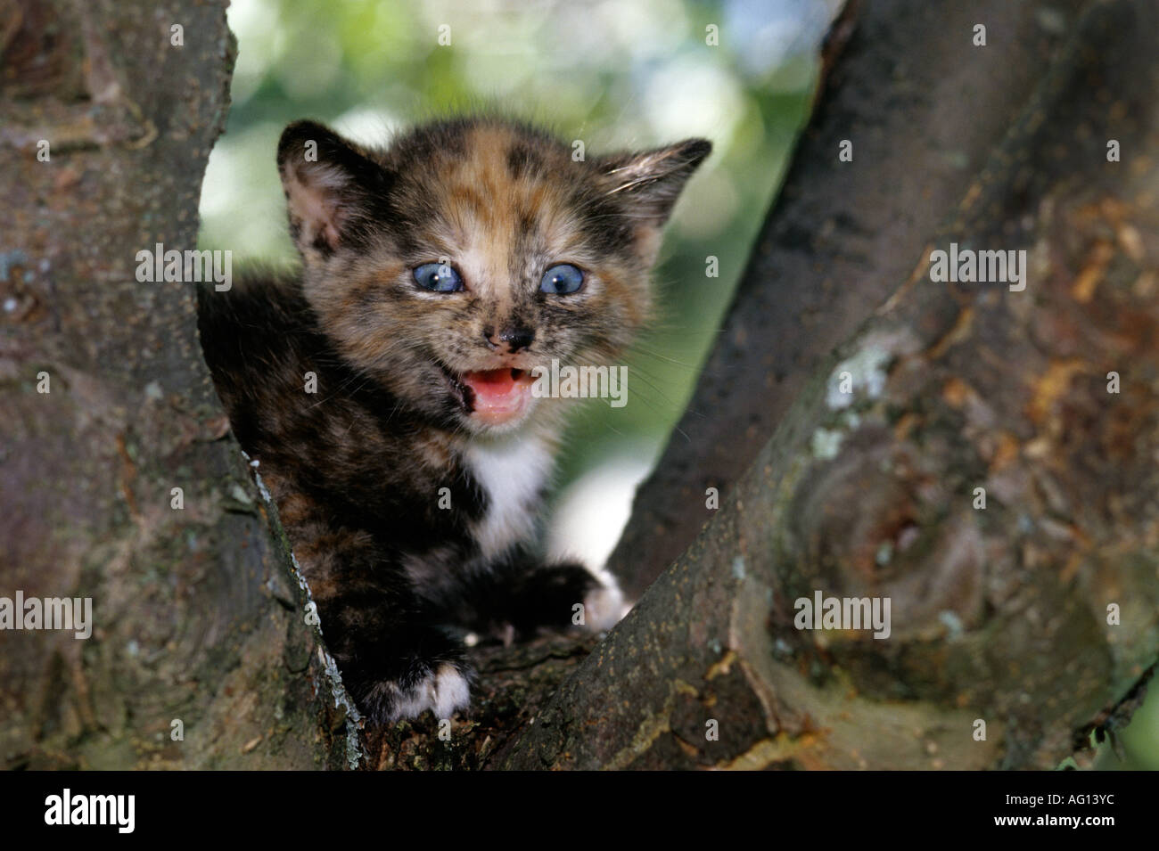 Scared calico cat kitten hi-res stock photography and images - Alamy