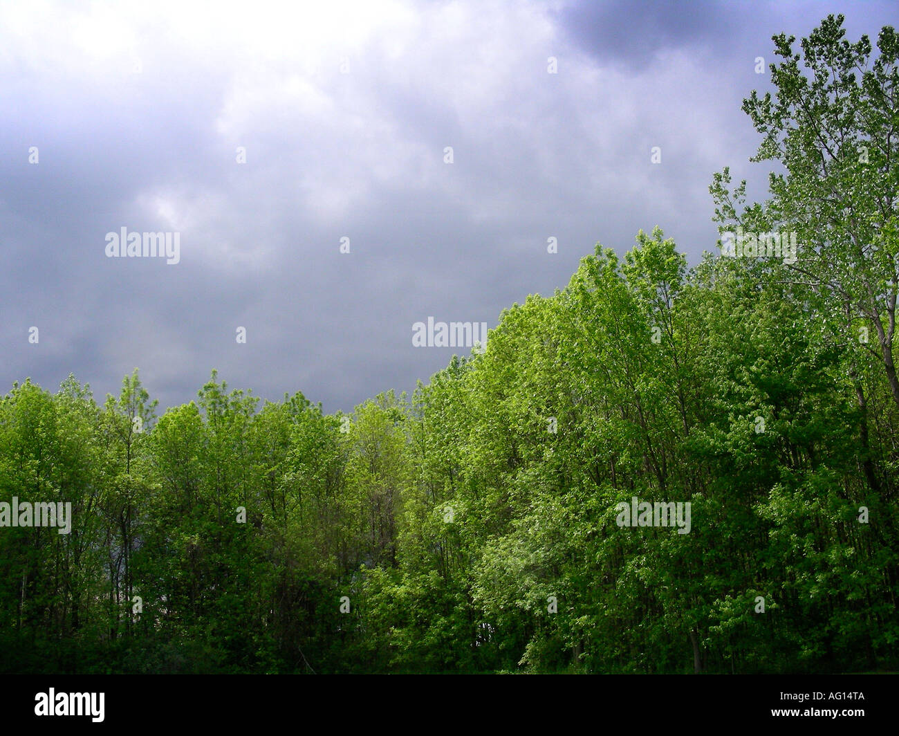 Storm clouds with trees Stock Photo - Alamy