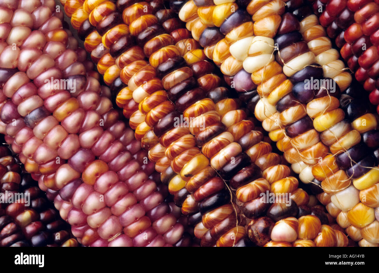 Native american farming corn hi-res stock photography and images - Alamy