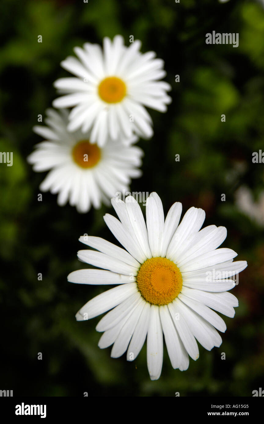 White shasta daisy Stock Photo - Alamy