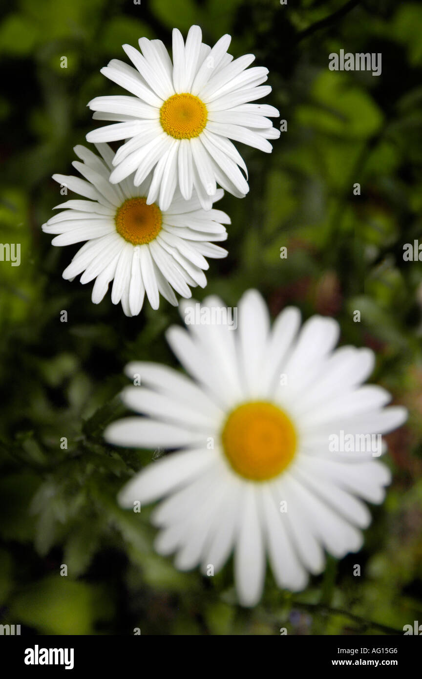 White shasta daisy Stock Photo - Alamy