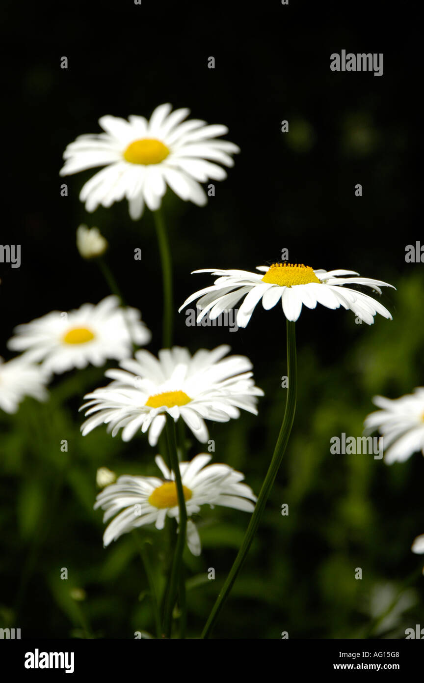 White shasta daisy Stock Photo - Alamy