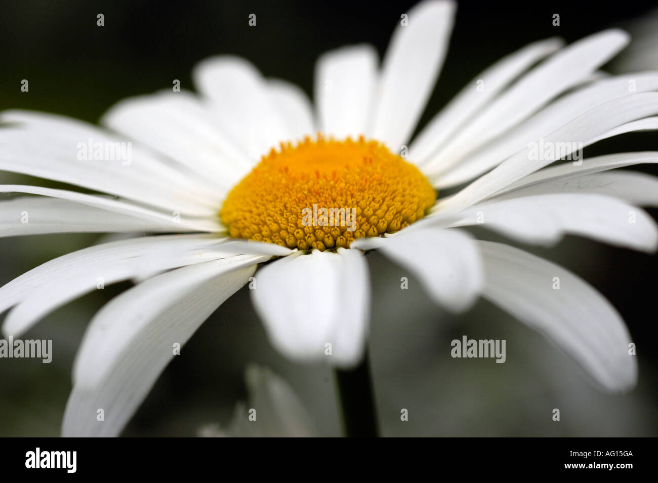 White shasta daisy Stock Photo - Alamy