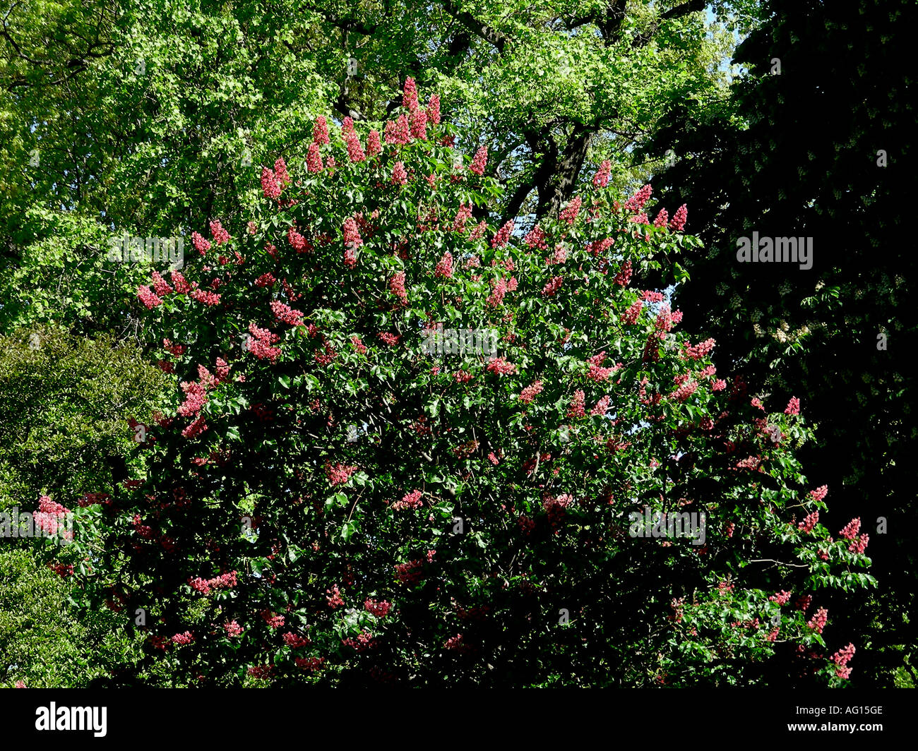 Red horse chestnut Stock Photo - Alamy