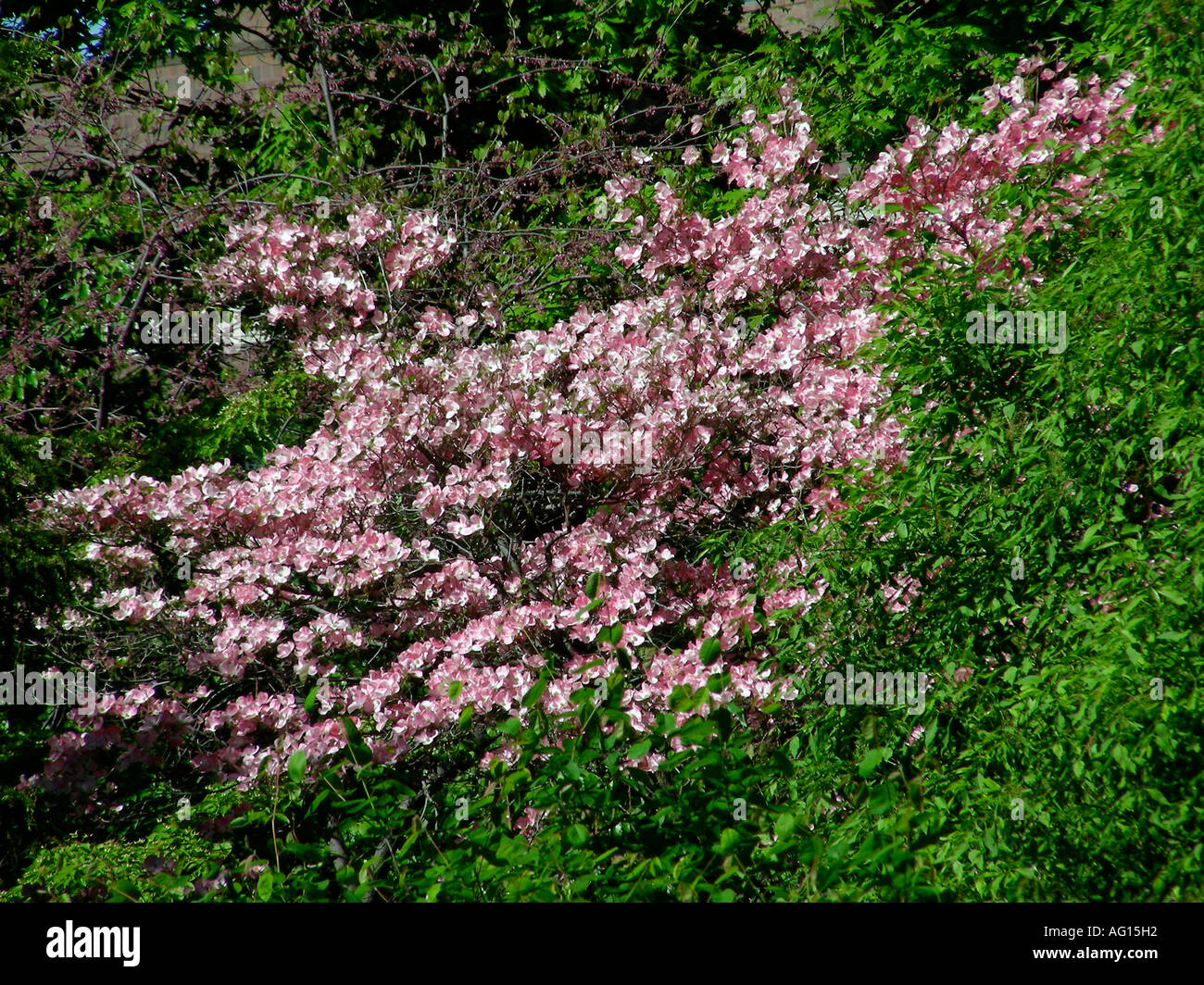 Azalea clusters hi-res stock photography and images - Alamy