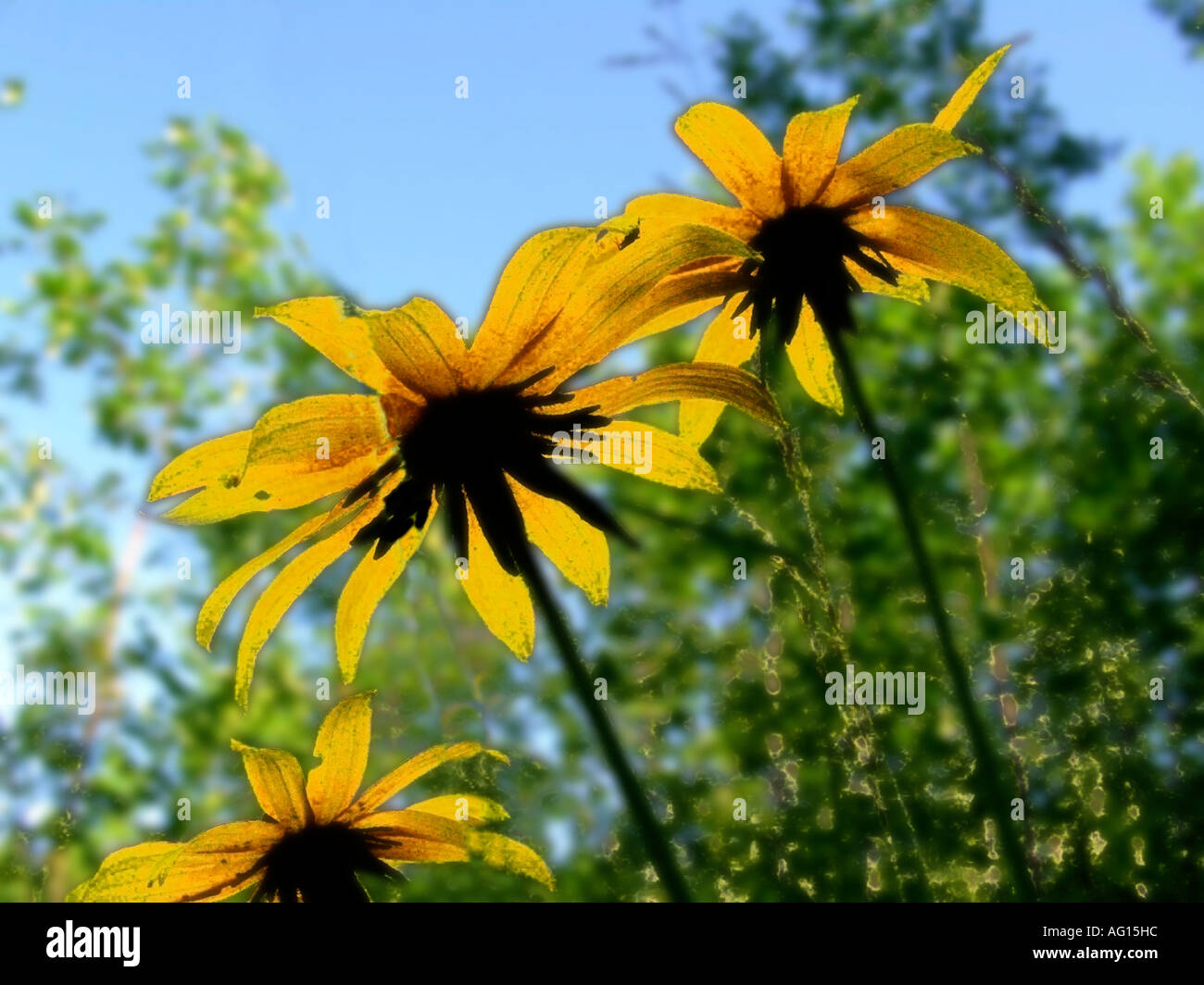 Black Eyed Susan Stock Photo - Alamy