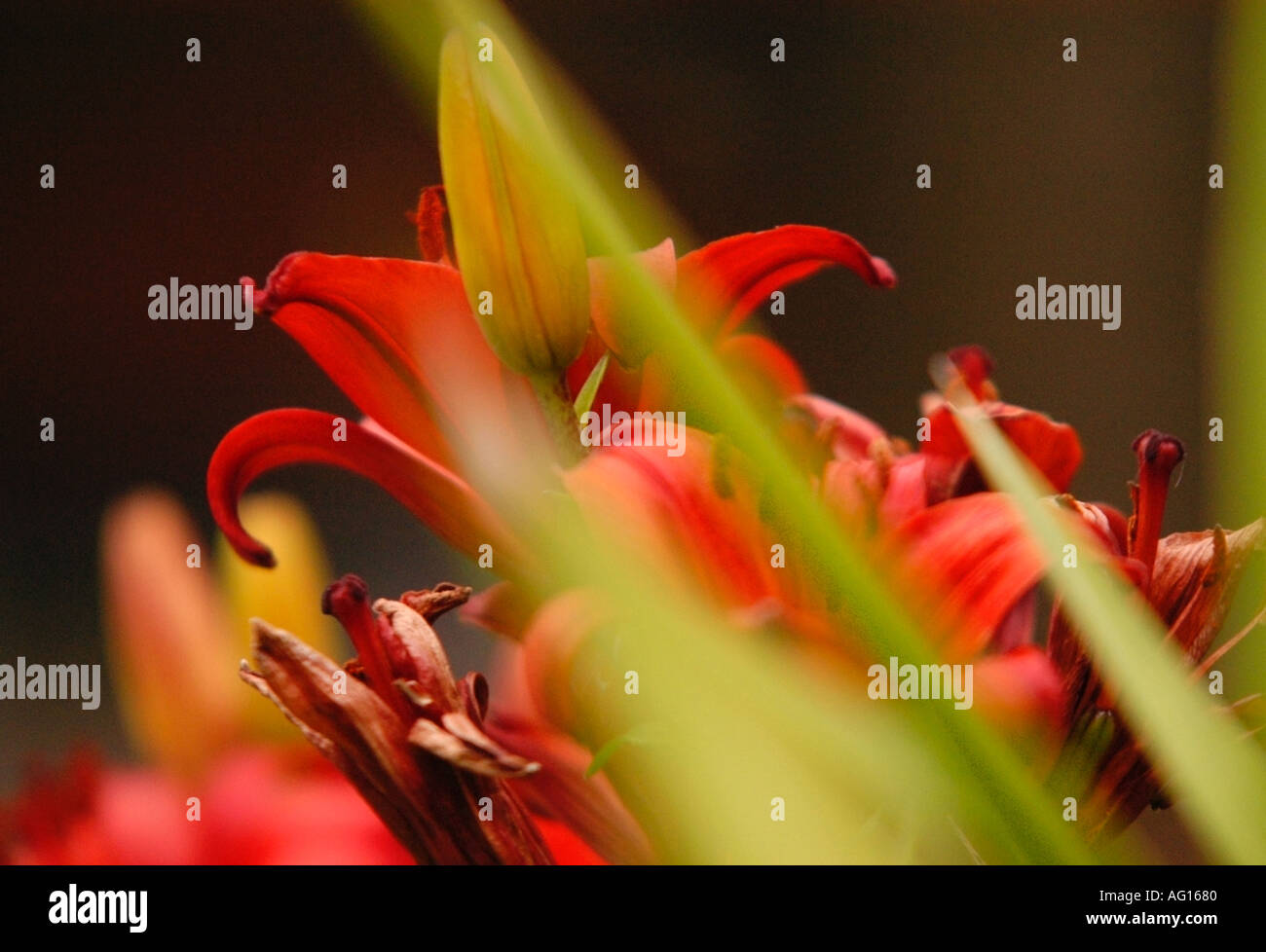 Photo copyright Pete Millson 44 0 208 888 4440 Lily Stock Photo - Alamy