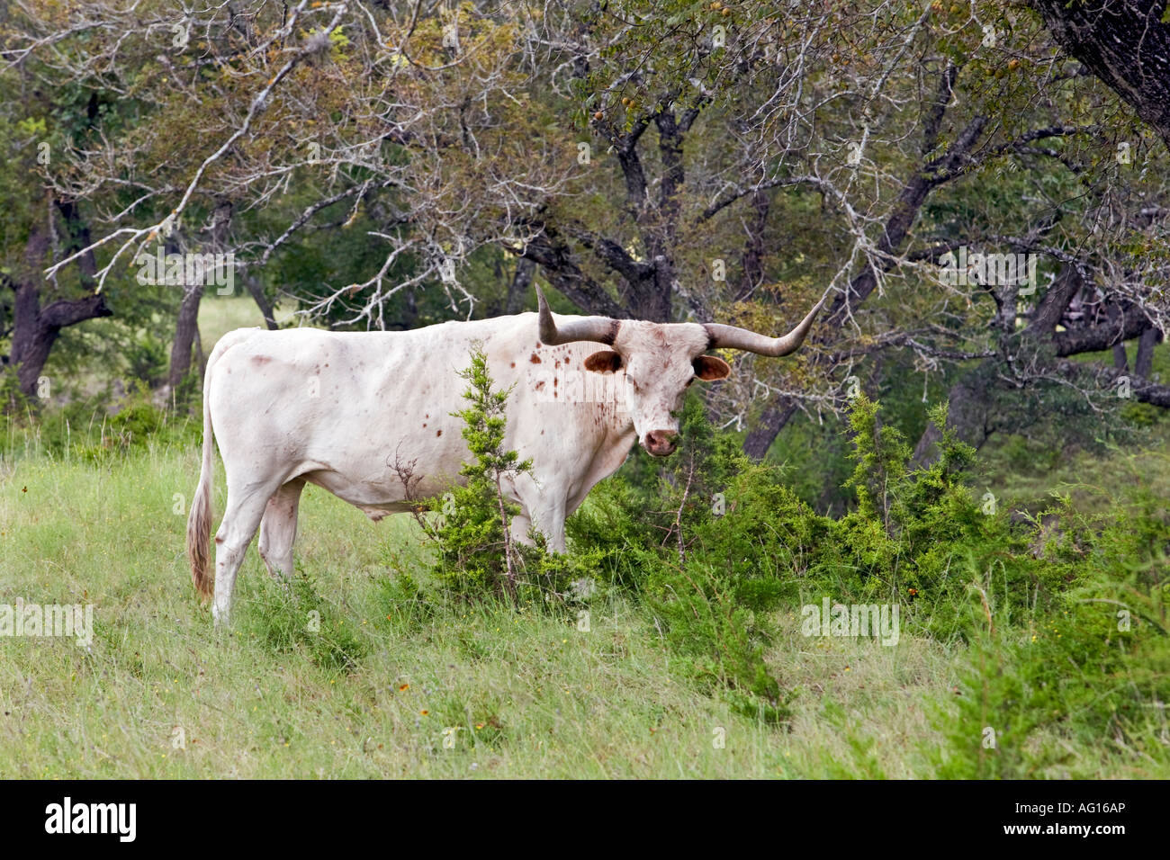 Long horn steer hi-res stock photography and images - Alamy