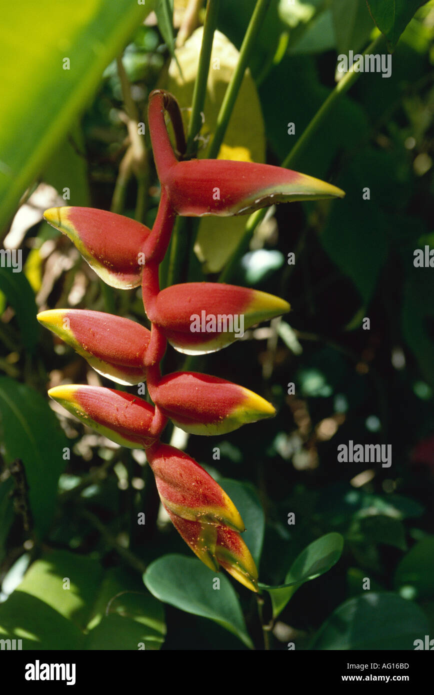 Flora In Grenada Stock Photos & Flora In Grenada Stock Images - Alamy